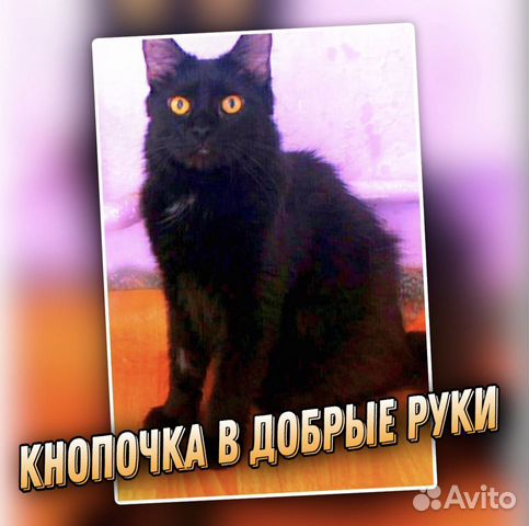 Кнопочка в добрые руки