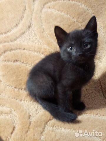 Кошки. Котята бесплатно