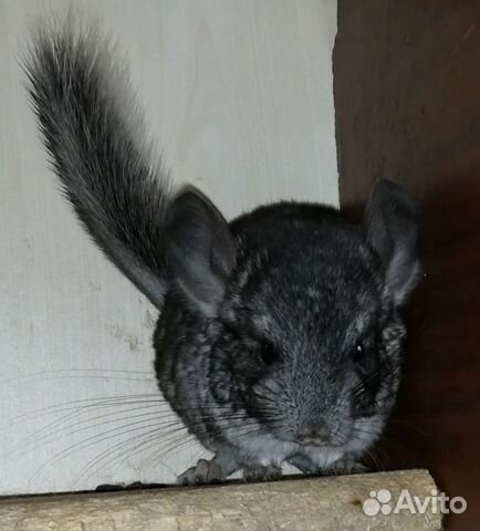 Шиншилленок, 2 мес, стандарт, мальчик