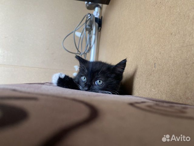 Кошка