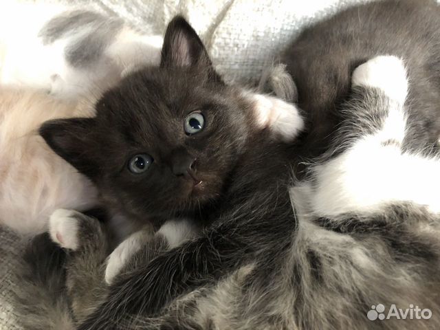 Котика в добрые руки