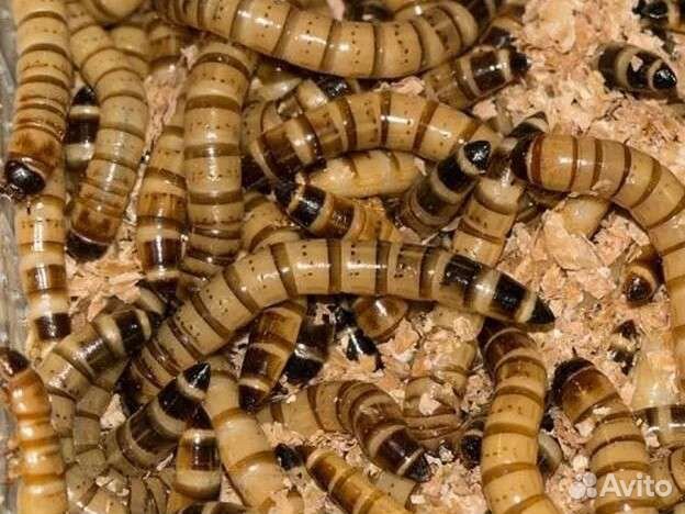 Зоофобус. Корм для стрижей