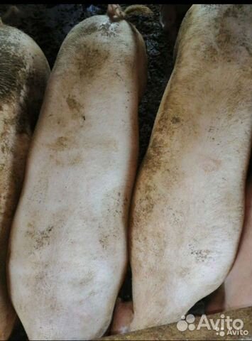 Продам свиней 25 т. Р. За голову