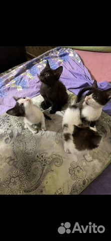 Ласковые, игривые и милые котята в добрые руки. Им