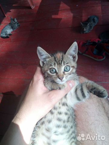Кошка Котенок Девочка 1мес