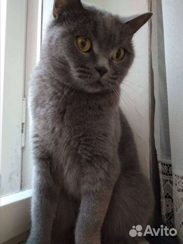 Британская кошка