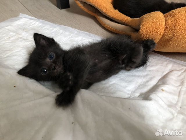 Котята в добрые руки даром