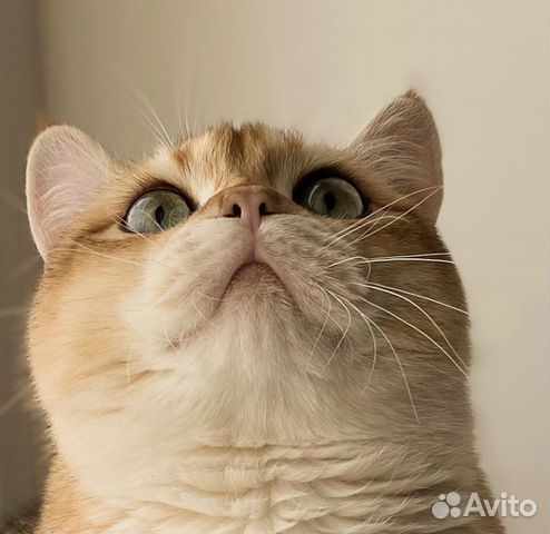 Британский кот продажа ny11