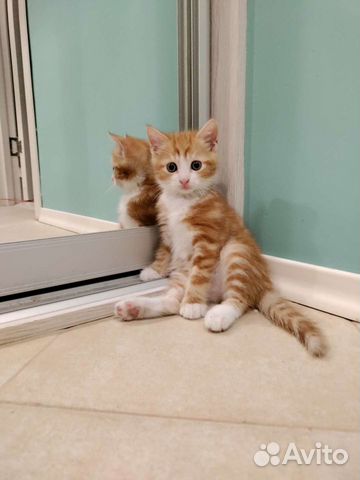 Отдам котенка в добрые руки