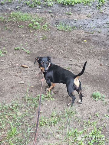 Такса в добрые руки бесплатно