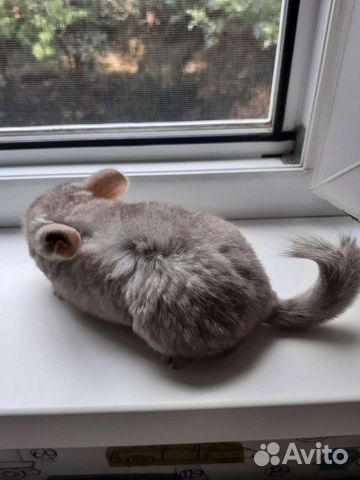 Шиншилла