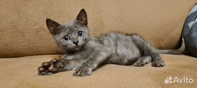 Малышка Кнопа ищет дом