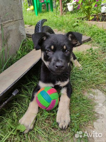 Австралийский келпи