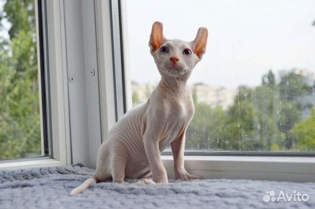 Эльф, Канадский сфинкс