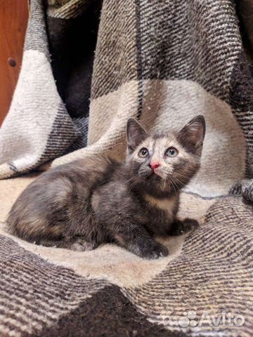 Котята в беде