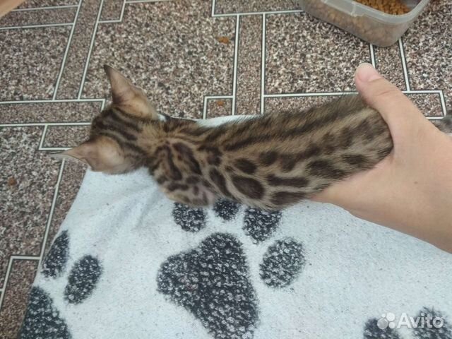 Бенгальская