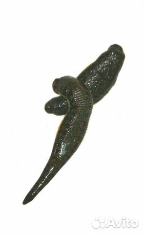 Пиявки медицинские