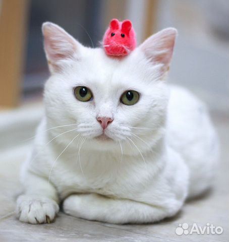 Нежный белоснежный котик 1,5 года