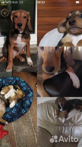 Собака в добрые руки