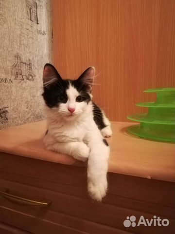 Котенок девочка