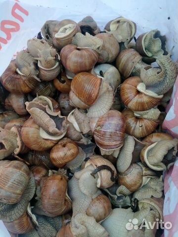 Улитки виноградные