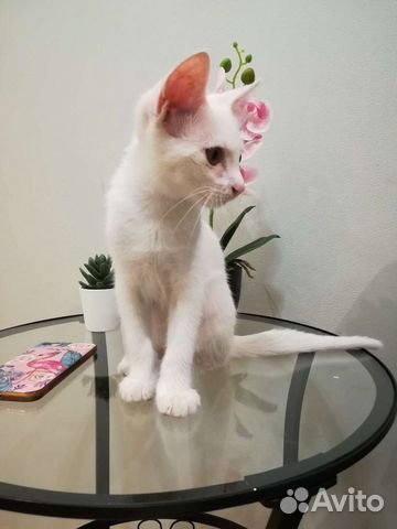 Белый котенок
