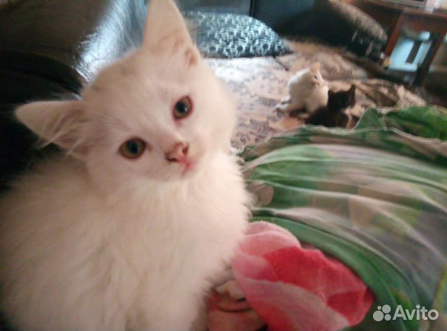 Милые и забавные котята ищат хороших хозяев