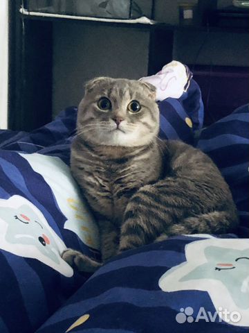 Шотландский кот вязка