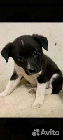 Маленькая спокойная леди ищет семью