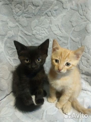 Котята в добрые руки приучены к лотку