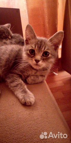 Кошка в дар