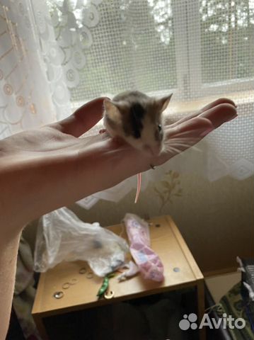 Отдам мышь