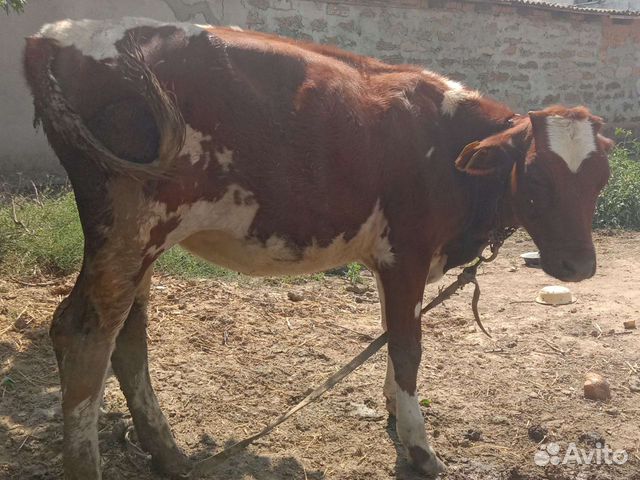 Телочка,в возрасте 8 месяцев