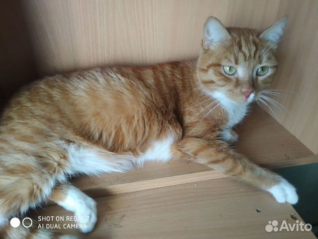Рыжий котик