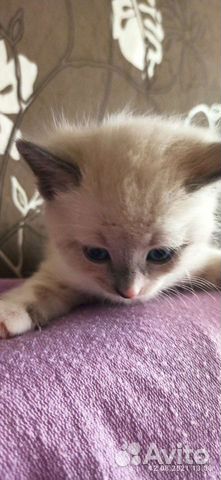 Котята бесплатно