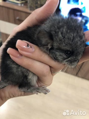 Шиншиленок(продам)