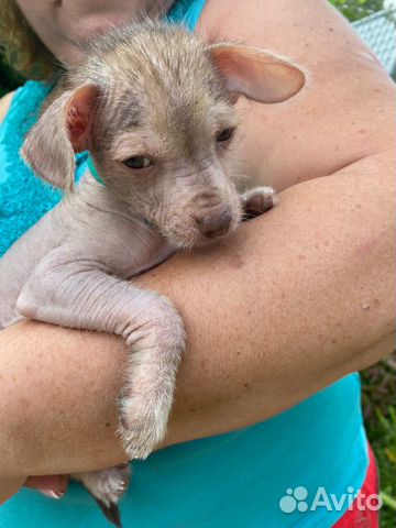 Щенок китайской лысой хохлатой