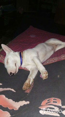 Собака в добрые руки мини буль