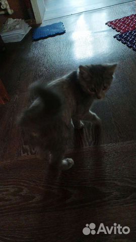 Кошки в добрые руки бесплатно