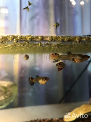 Рыбки гуппи молодняк