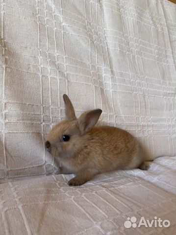 Крольчатп в добрые руки