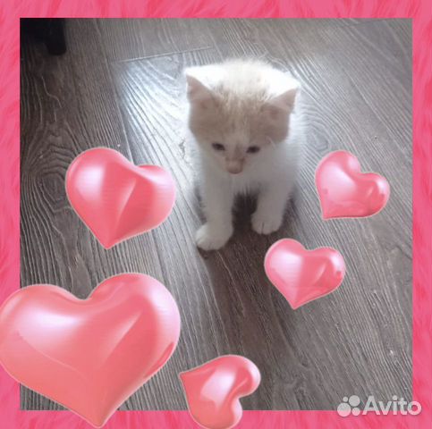 Котёнок мальчик в дар