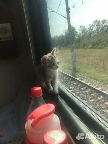 Котёнок трехцветная ласковая девочка в заботливые