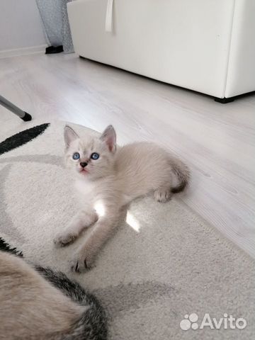 Котята голубоглазые