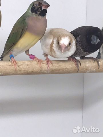 Японские амадины