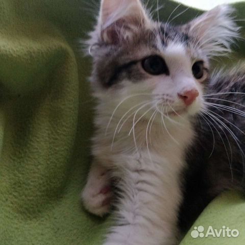 Котята метисы Мэйн Кун
