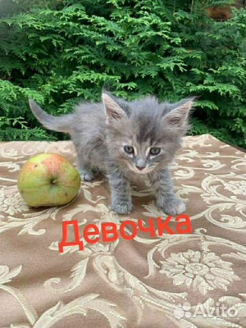Кошки