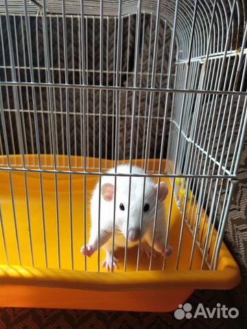 Крыса с клеткой бесплатно