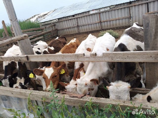 Бычки телята