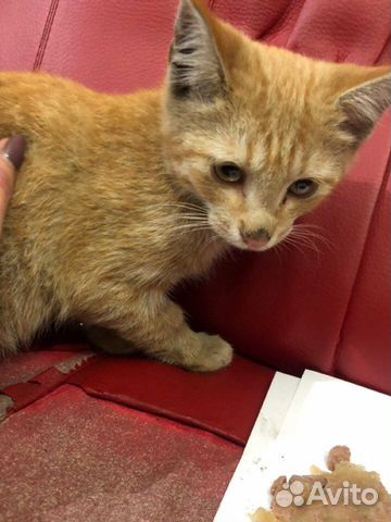 Котенок в добрые руки, очень ласковый, живет на ул